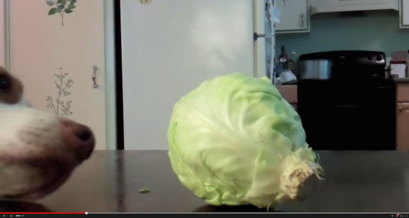 Funny Friday: Someone Loves Cabbage! (Video) | FOOD MATTERS®