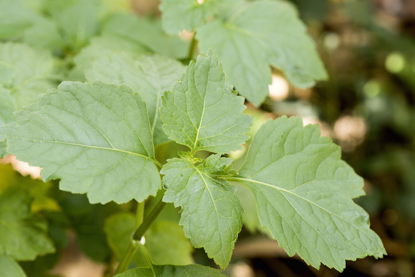 5 Amazing Reasons to Use Patchouli Everyday | FOOD MATTERS®
