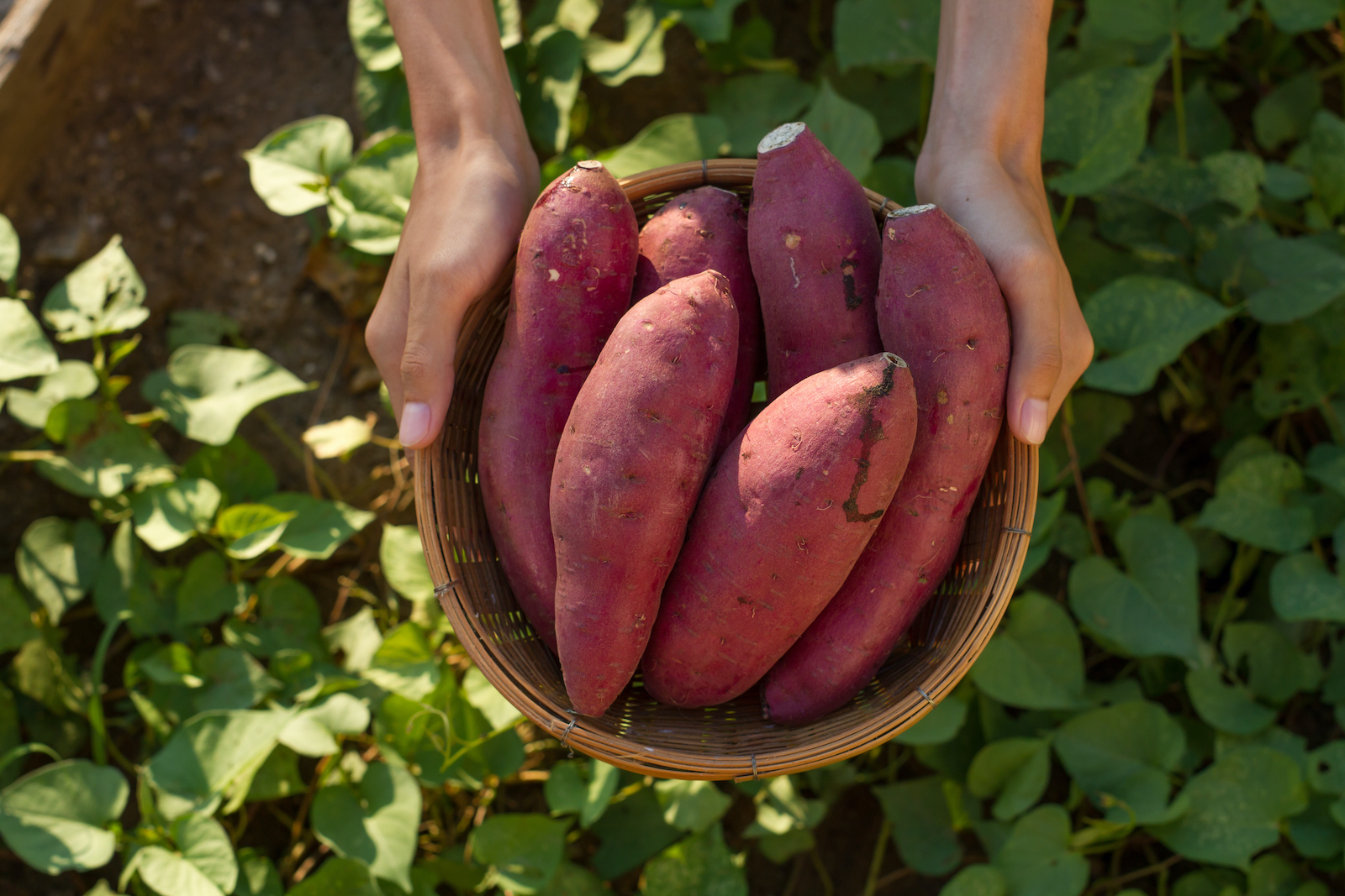 9 Health Benefits of Sweet Potato | FOOD MATTERS® 9 Health Benefits of Sweet Potato | FOOD MATTERS®