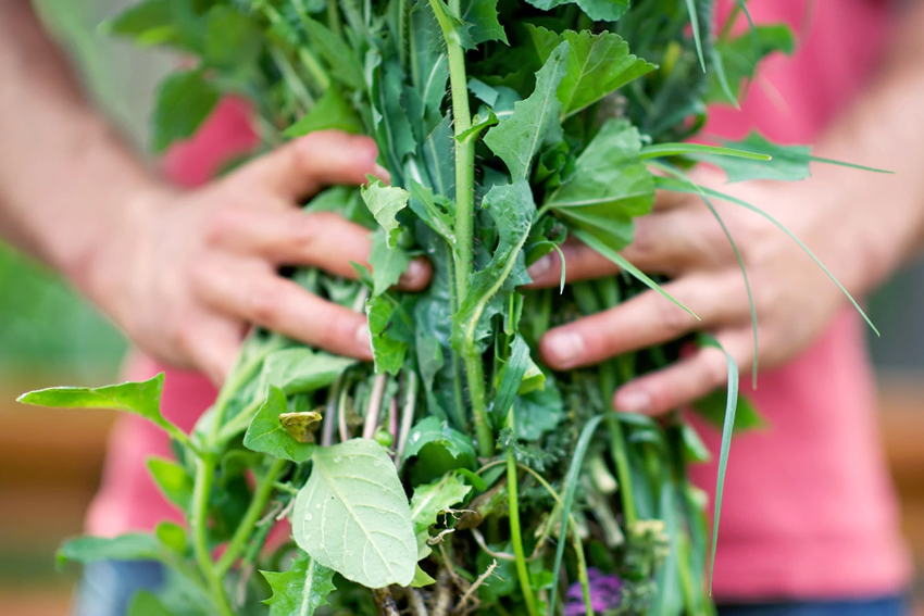 Plant Awareness Exercise | FOOD MATTERS®