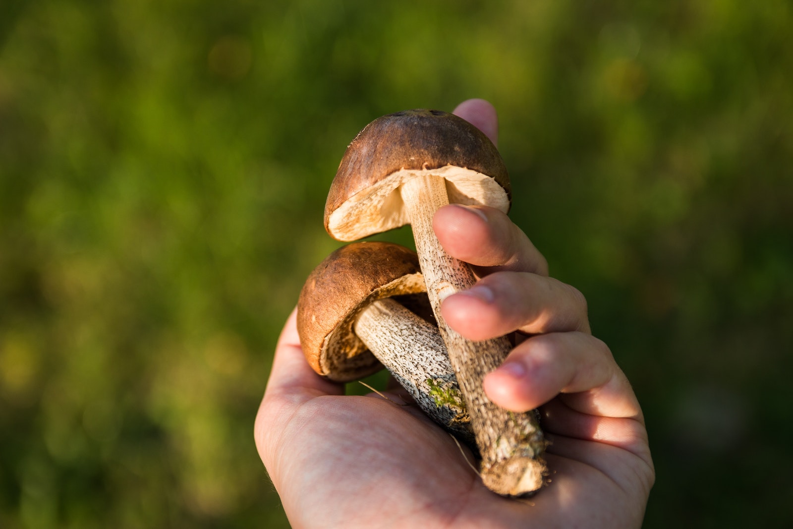 Sunbaking Mushrooms for Vitamin D | FOOD MATTERS®