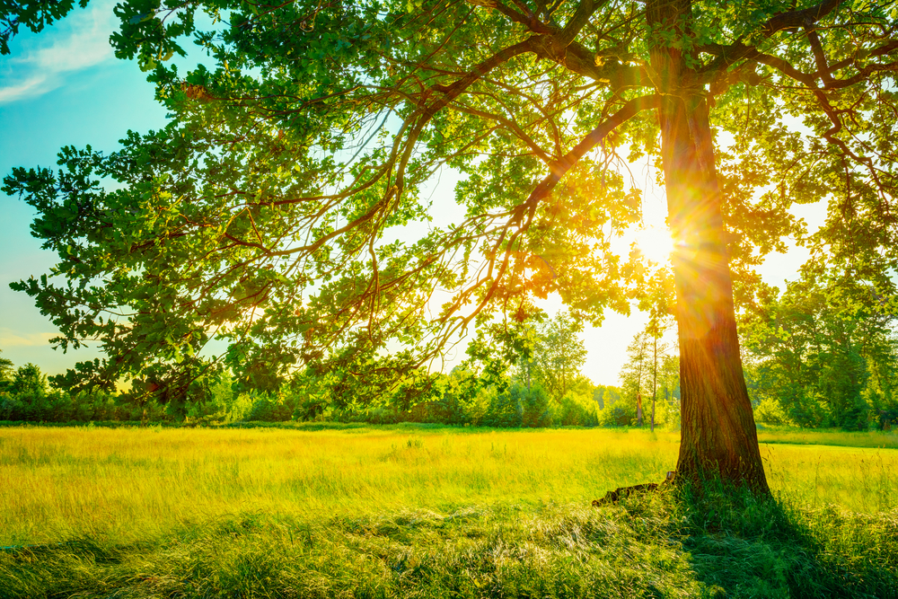 Sunshine crucial for mother and baby | FOOD MATTERS® Sunshine crucial for mother and baby | FOOD MATTERS®