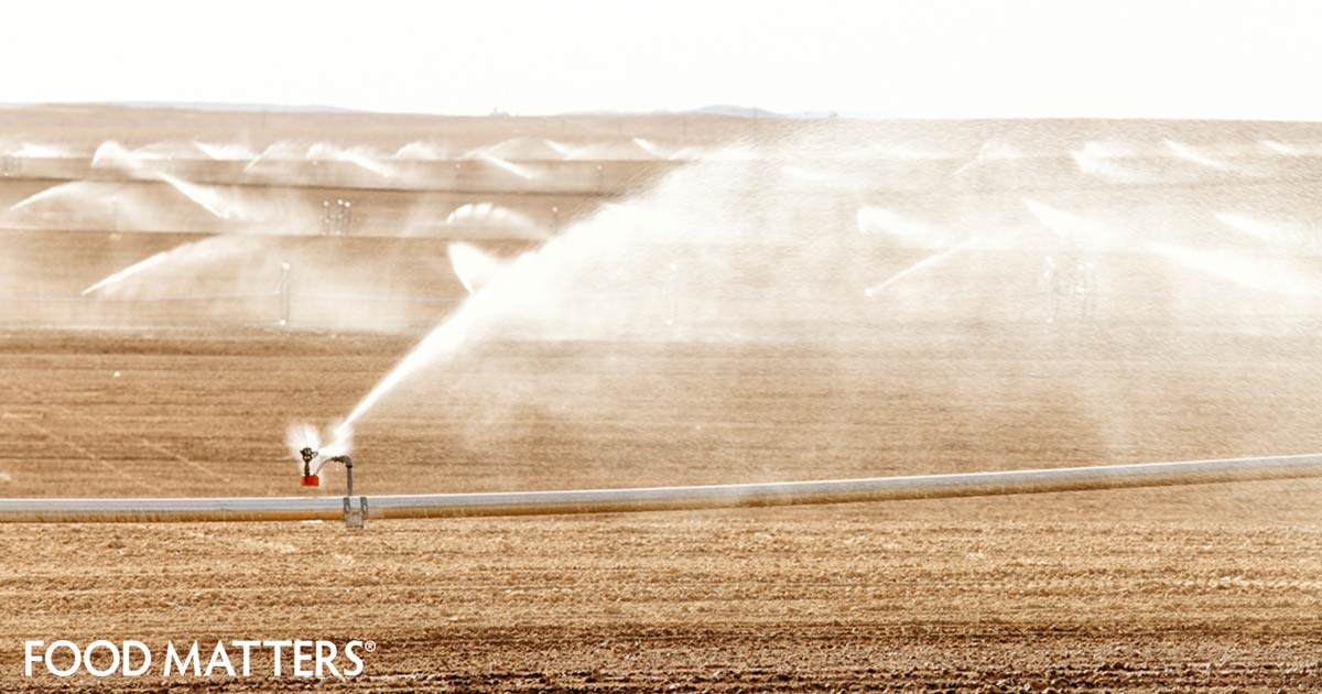 This Could Be The Article That Stops You Eating Non-Organic Wheat ...